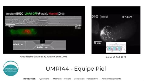 Nuclear Volume Dynamics Under Confinement Ppt