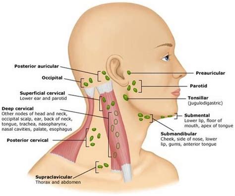 Occipital Lymph Nodes Survivalprize