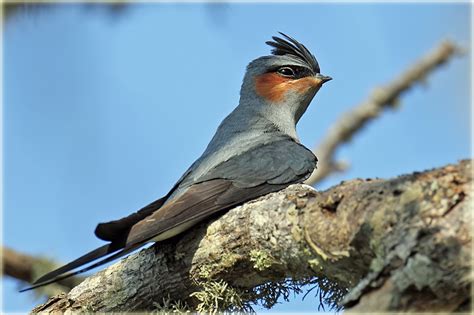 crested tree swift