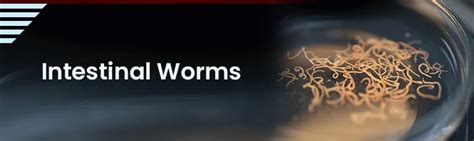 Test For Intestinal Worms Symptom Sprint Diagnostics Hyderabad
