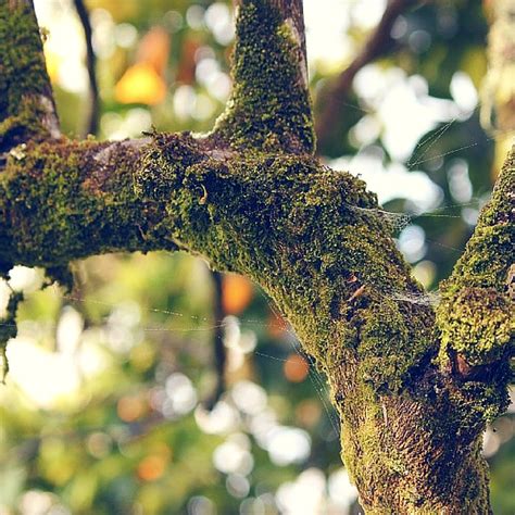 Coding Interview Question Longest Consecutive Branch Byte By Byte