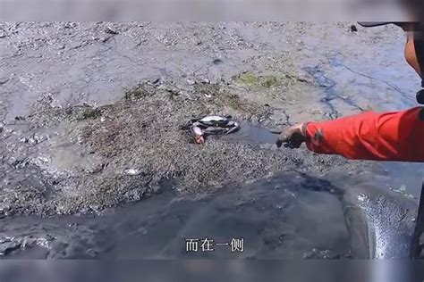 泥滩涂上赶海抓青蟹抓到蟹钳堪比手掌般大小的超级大青蟹