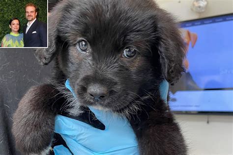 Lily Allen Adopts Adorable Puppy With Husband David Harbour