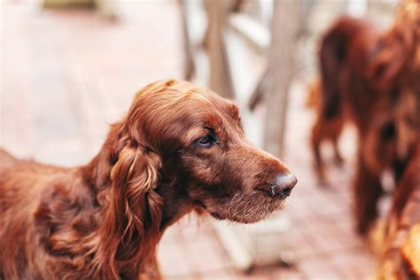 irish setters in utah proper irish breeding more than luck utah stories