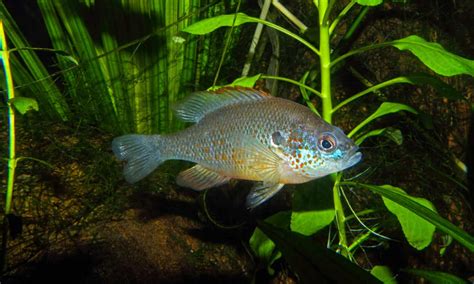 Freshwater Sunfish Fish Facts A Z Animals
