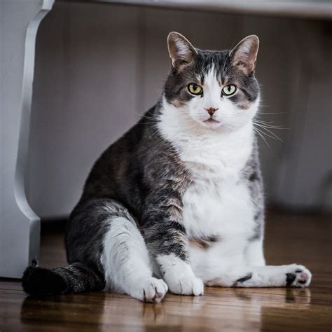 Cat Obesity How To Keep Your Cat At A Healthy Weight — Just Cats Veterinary Clinic