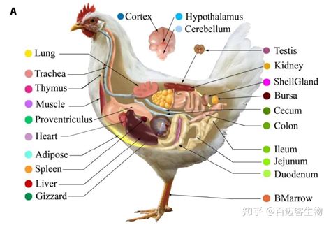 首个鸡全基因组调控元件图谱在science子刊上被成功发布 知乎