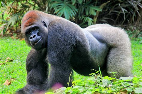 The Primate Genome Project Reveals Hidden Evolutionary Secrets •