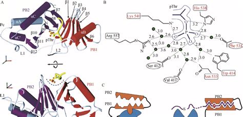 Molecular Structure And Cellular Functions Of Plk1 Pbd Pbd1 A The