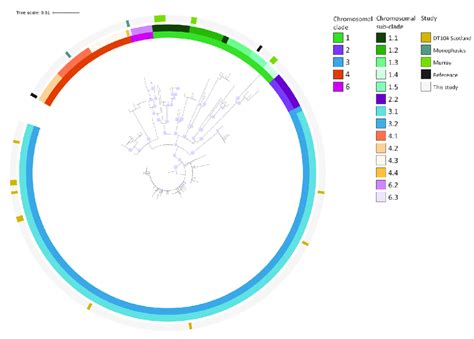 Maximum Likelihood Phylogeny Of Incf Virulence Plasmid Of Isolates With