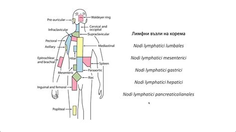 Лимфни възли 06 58 ┃ Youtube