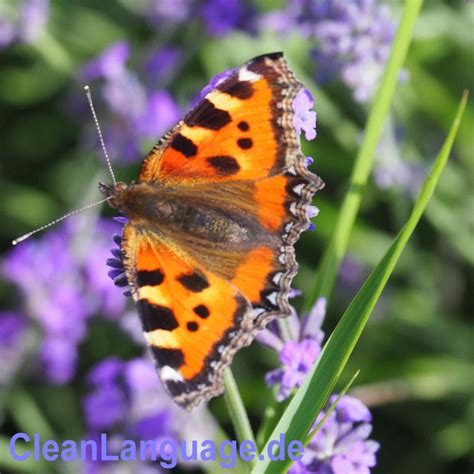 Clean Basics Archive Clean Language And Symbolic Modelling Auf Deutsch