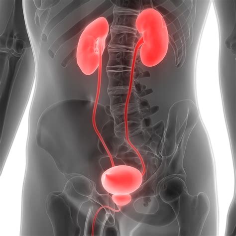 Urine And Urination Urine MedlinePlus