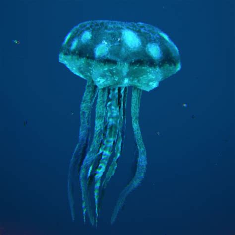 Jellyfish - Official ATLAS Wiki