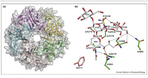 Figure 4 From Microbial Recognition Of Human Cell Surface Glycoconjugates Semantic Scholar