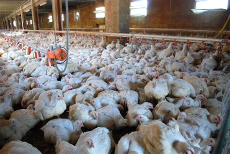 The Genetically Modified Chicken How We Have Altered Broiler Chickens
