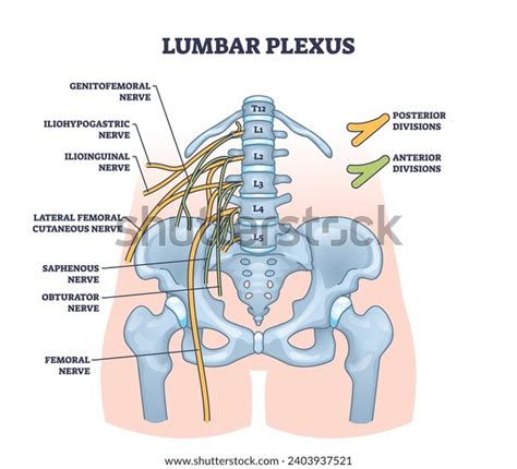 Lumbosacral Plexus Anatomy Human Anatomy Lumbar Lumbar Plexus Lumbosacral Plexus Anatomy Human Anatomy Lumbar Lumbar Plexus