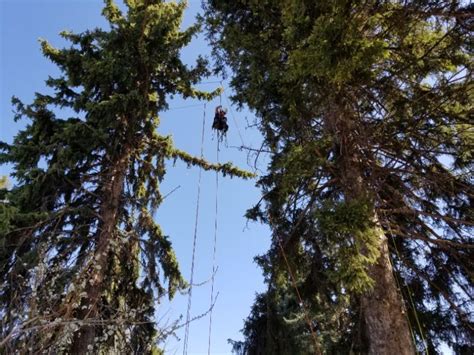 Tree Cabling Installation Tree Bracing Tree Support Id