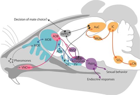File Simplified Diagram Of The Neurobiological Circuits Of Off