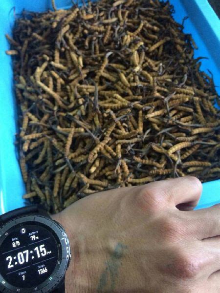 Cordyceps Sinensi at Rs 18 Lakh / Kilogram in Delhi - ID: 4059687 | SN ...