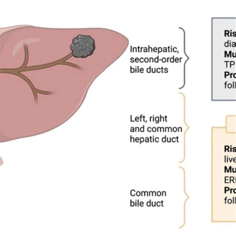 Anatomical Classification Of Cholangiocarcinoma Cca Is Anatomically