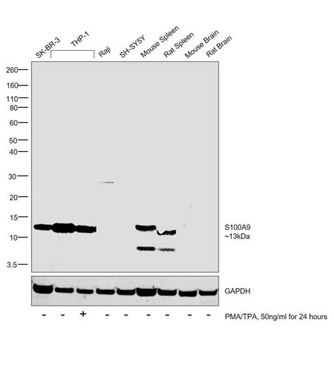 S100a9 Antibody Pa5 79949