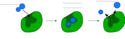 Enzyme Flashcards Quizlet