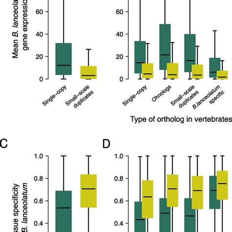 Gene Expression In Single Copy And Duplicated Genes In B Lanceolatum Download Scientific