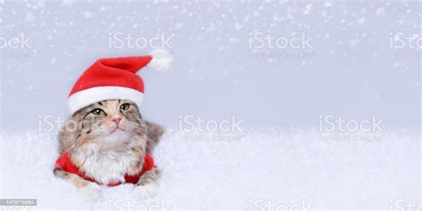 흰색 바탕에 새끼 고양이입니다 새해 복 많이 받으세요 즐거운 성탄절 웹 배너 공간을 복사합니다 크리스마스 빨간 모자에 고양이입니다 눈송이 준비 엽서 2024 산타 의상을