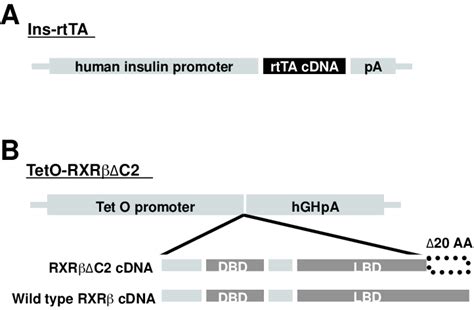 Dna Constructs Used To Generate Transgenic Mice Two Transgenes Were