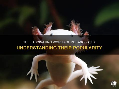The Fascinating World Of Pet Axolotls Understanding Their Popularity PetShun