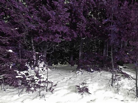 Babe Maple Leaf Purple Trees