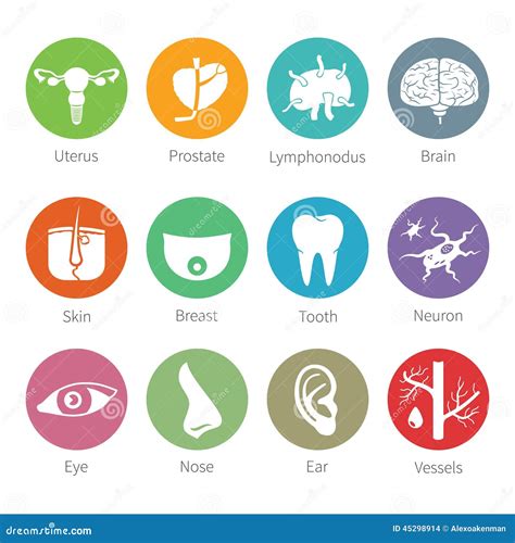 Vector Icon Set Of Human Internal And External Organs In Flat Style