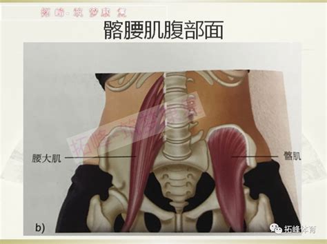 髂腰肌——跑者的发动机运动