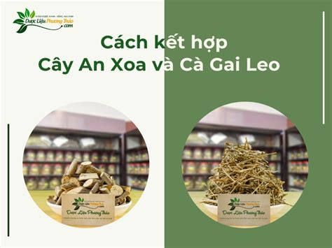 Cây An Xoa và Cà Gai Leo Bộ đôi trị bệnh viêm gan B