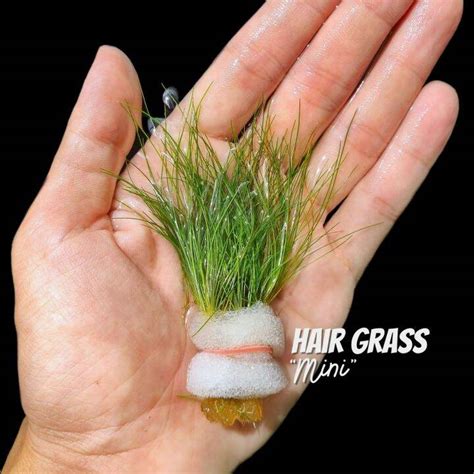 หญ้าเส้นผมสั้น Mini Hair Grass ต้นไม้น้ำ Th