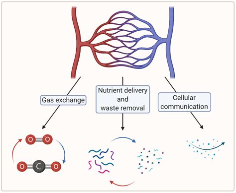 Microvascular Tissue Engineering—a Review