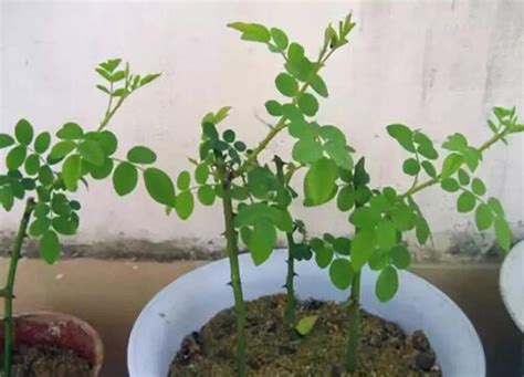 玫瑰花插枝能活吗 植物说