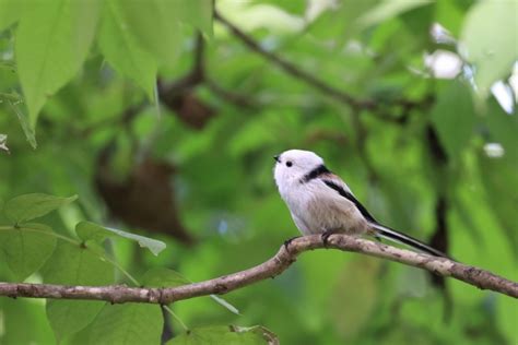 シマエナガ生息地で旭川の公園の場所どこ見れる時期時間はいつからいつまでなして北海道