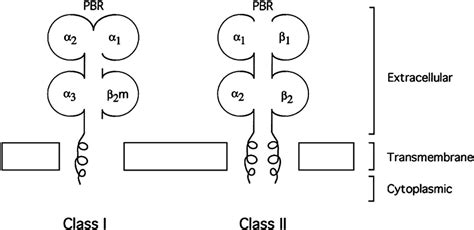 Schematic Illustrations Of MHC Class I And Class II Molecular Download Scientific Diagram