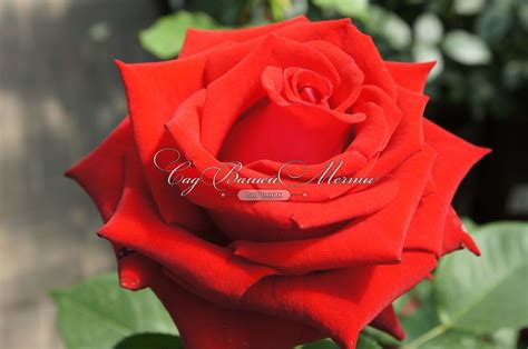 Роза Lovely red (Лавли ред) - Саженцы Чайно-гибридных роз - купить ...