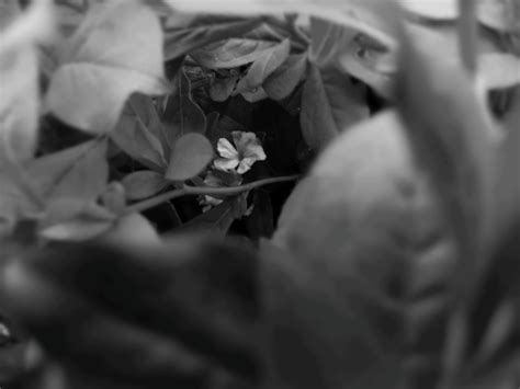 무료 이미지 손 검정색과 흰색 식물 화이트 사진술 잎 꽃 검은 단색화 닫다 눈 매크로 사진 흑백 사진 4320x3240 109583 무료