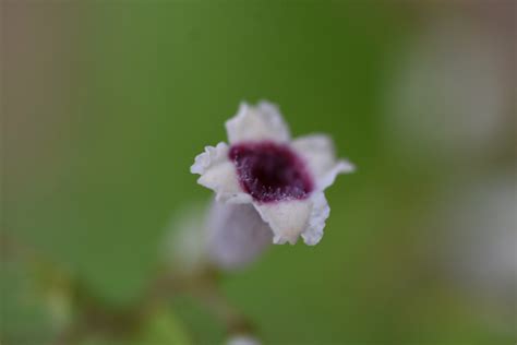 花语末路之美的鸡屎藤