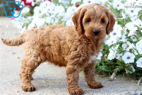Cockapoo Puppies For Sale In Nc Cheap Ferqqi