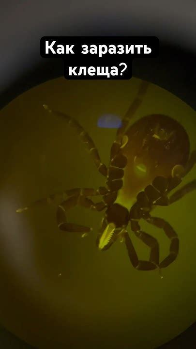 Заражение клещей биология инфекции клещ лес наука паразиты грибки Youtube