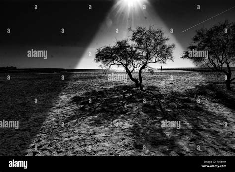 Beautiful Tree Silhouette Xxxxx Stock Photo Alamy