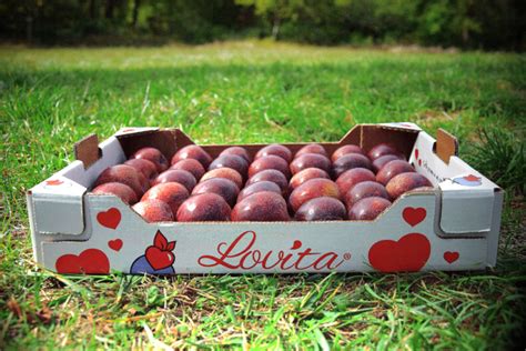Comment Reconna Tre Lovita Lovita Plum La Prune Lovita
