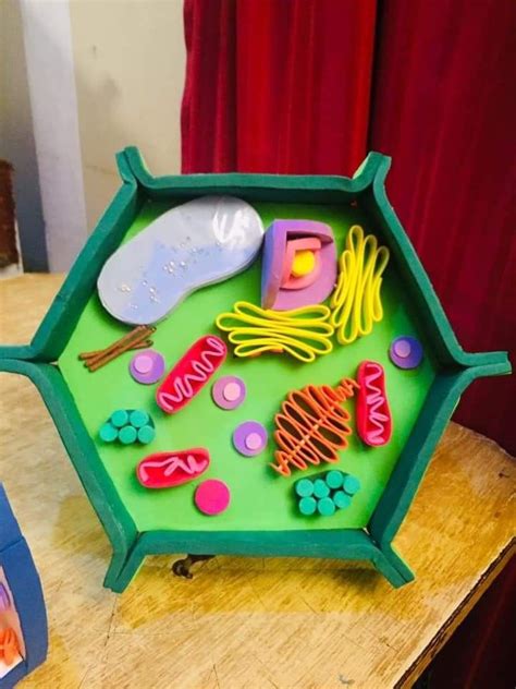 How To Create 3d Plant Cell And Animal Cell Models For Science Class