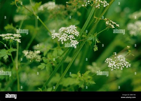 Lesser Water Parsnip Wild Parsnip Berula Erecta Blooming Stock Photo Alamy