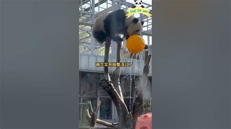 【萌兰来袭】这次它制造了一个熊猫版水球，表演了高难度空中动作！太萌了吧😍 西直门三太子 熊猫空中表演 Youtube